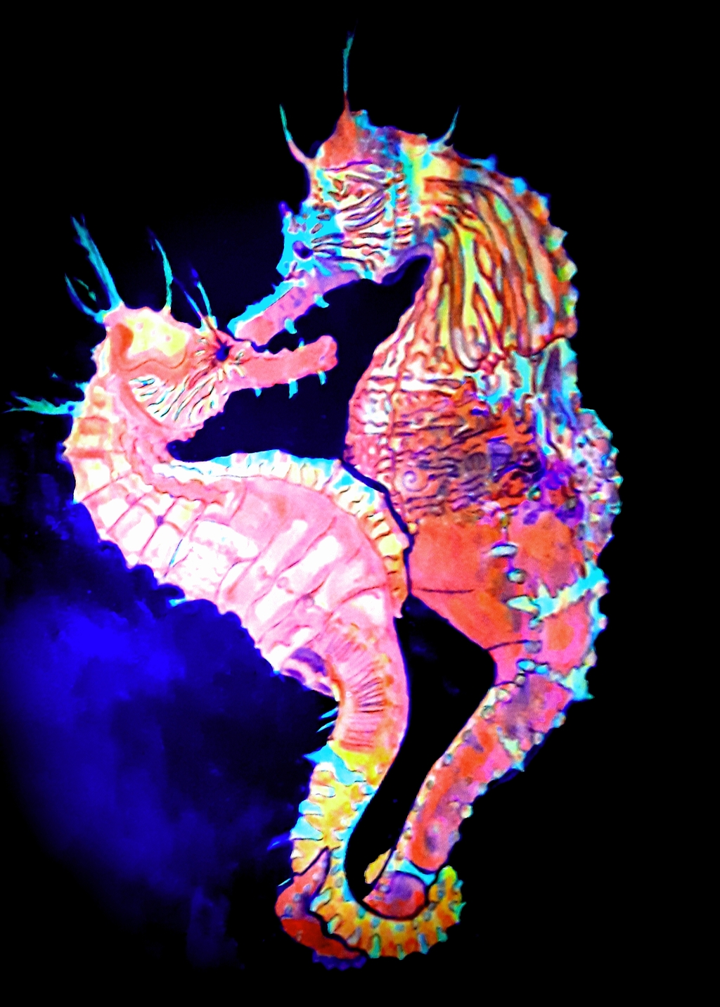 Rainbow Seahorses Real